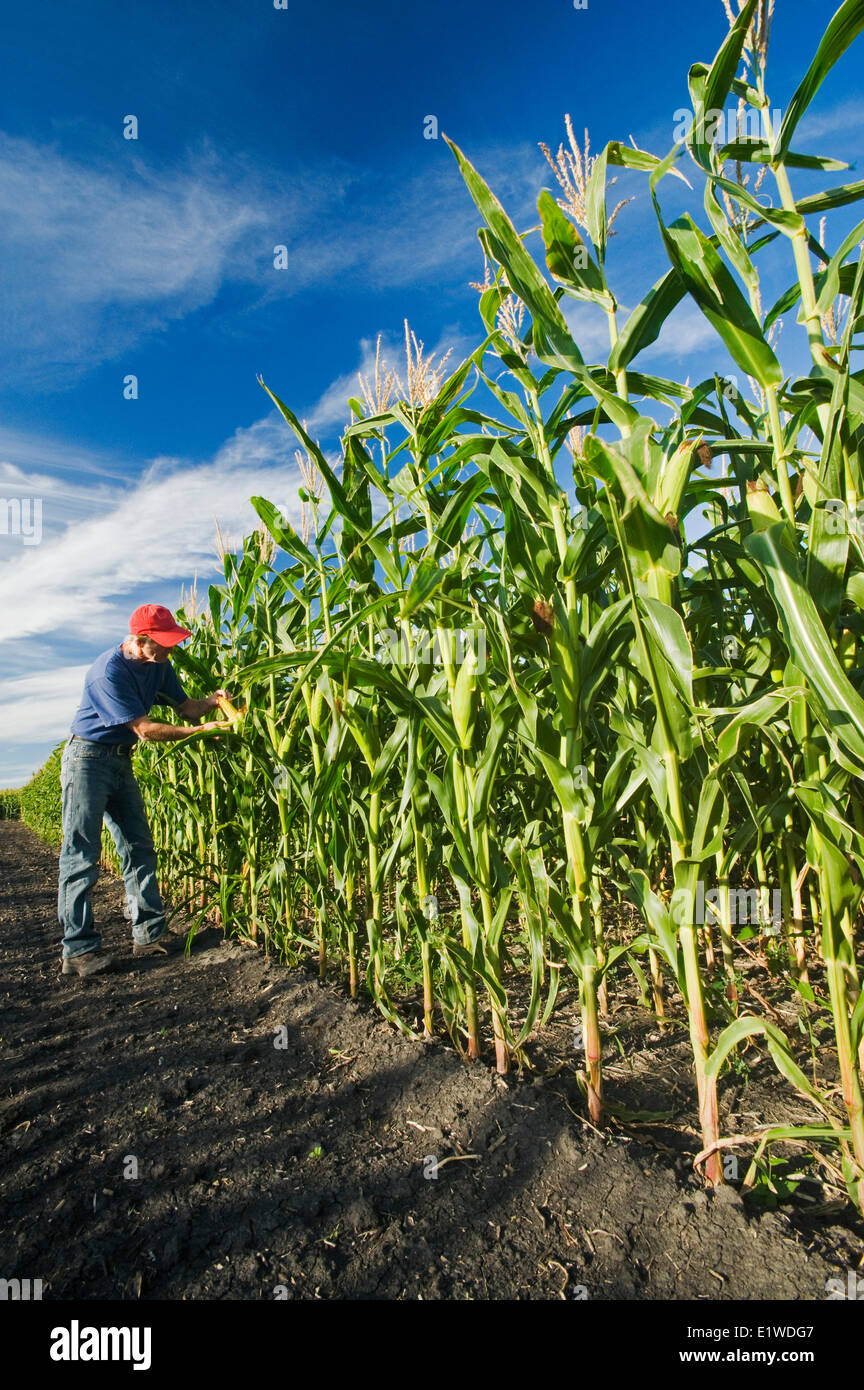 A farmer scouts a field of feed grain corn hi-res stock photography and ...