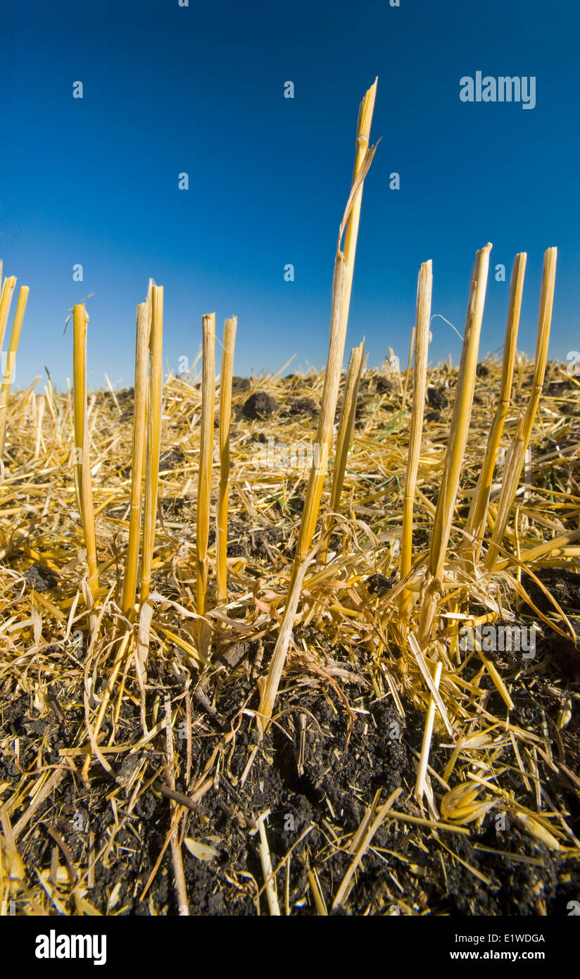 wheat stubble in a field showing partial tilling of field , near ...