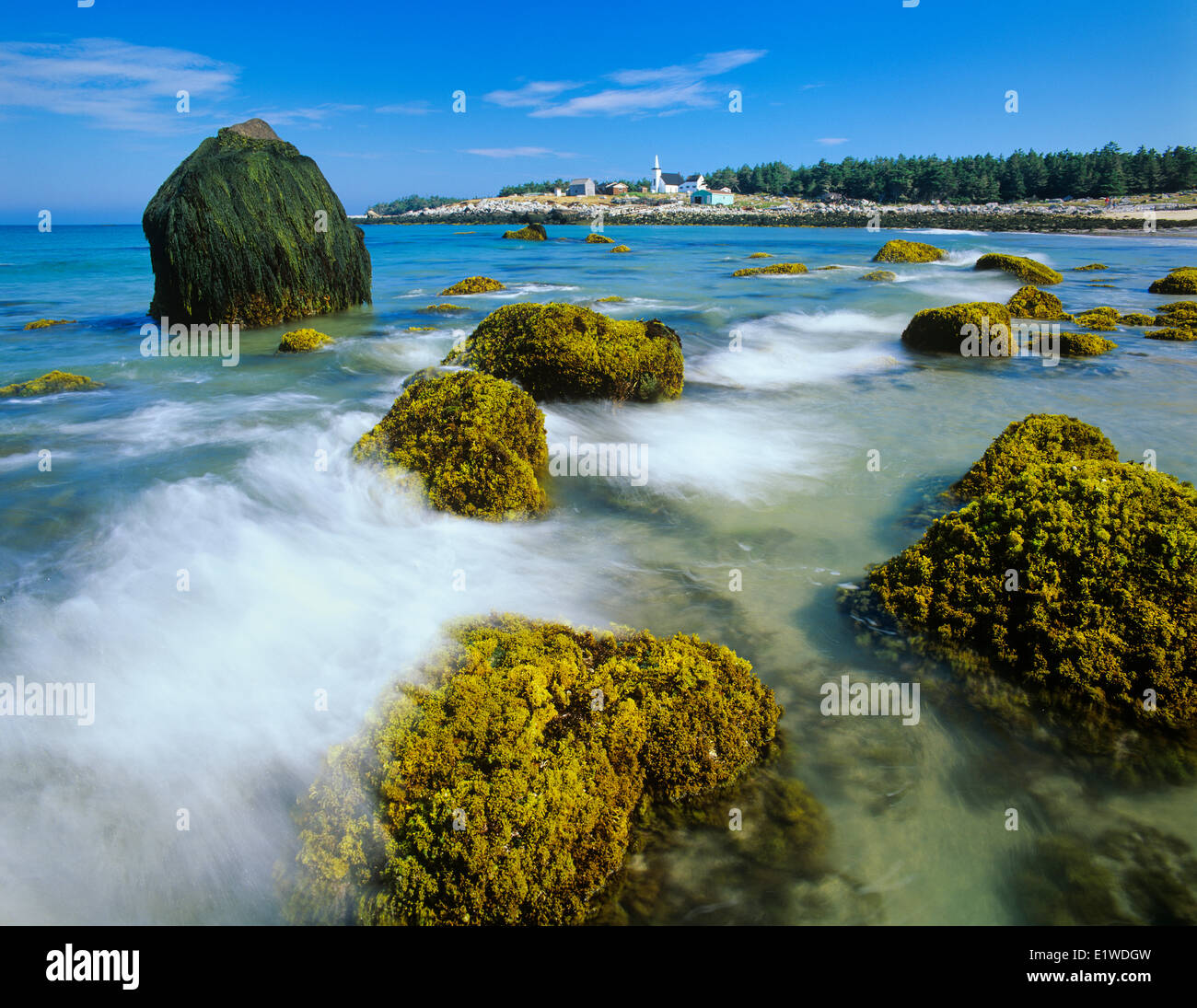 irish moss or carrageen moss, an algae, (Chondrus crispus), on rocks at ...