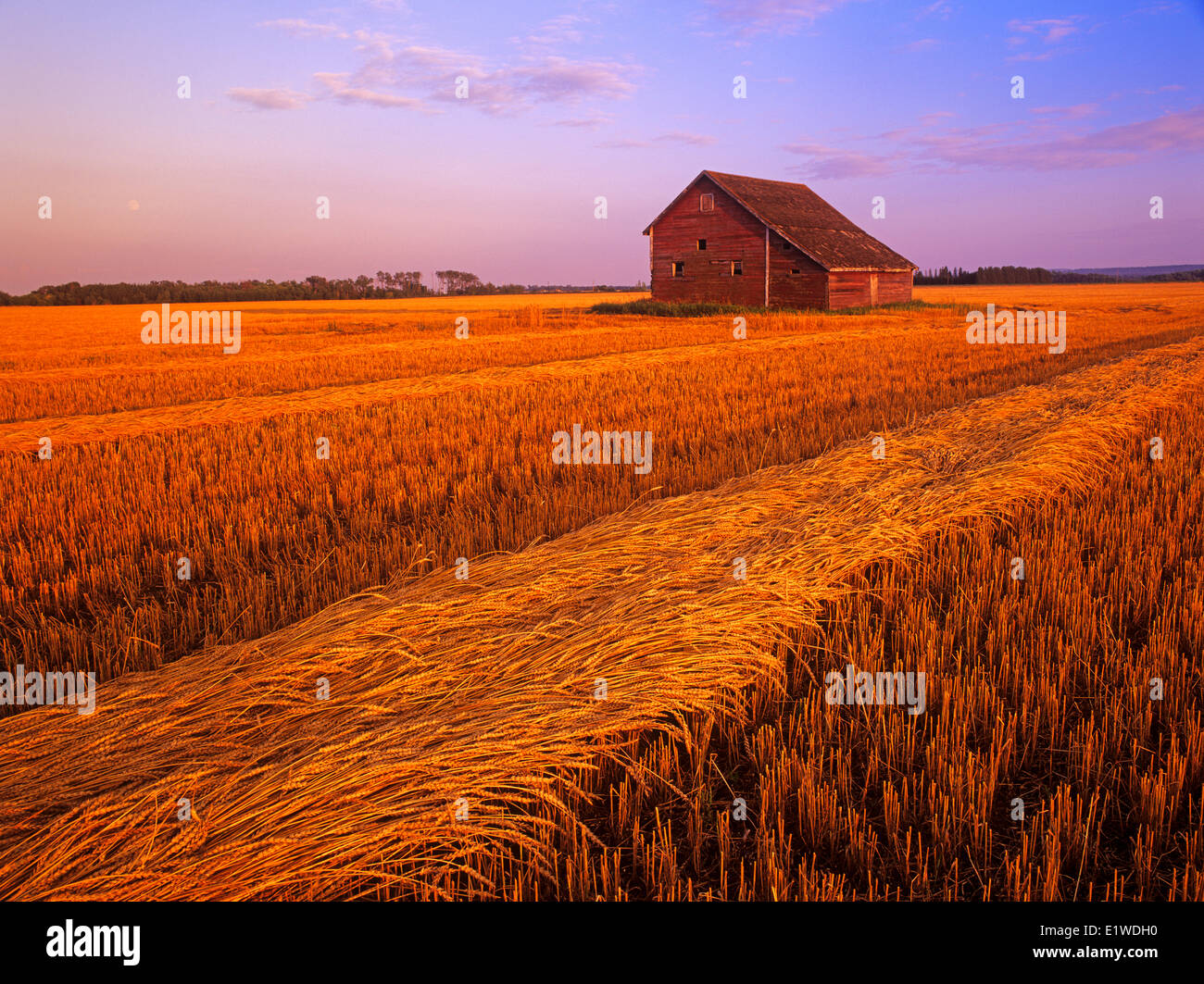 swathed spring wheat and old barn in the background, near Rathwell ...