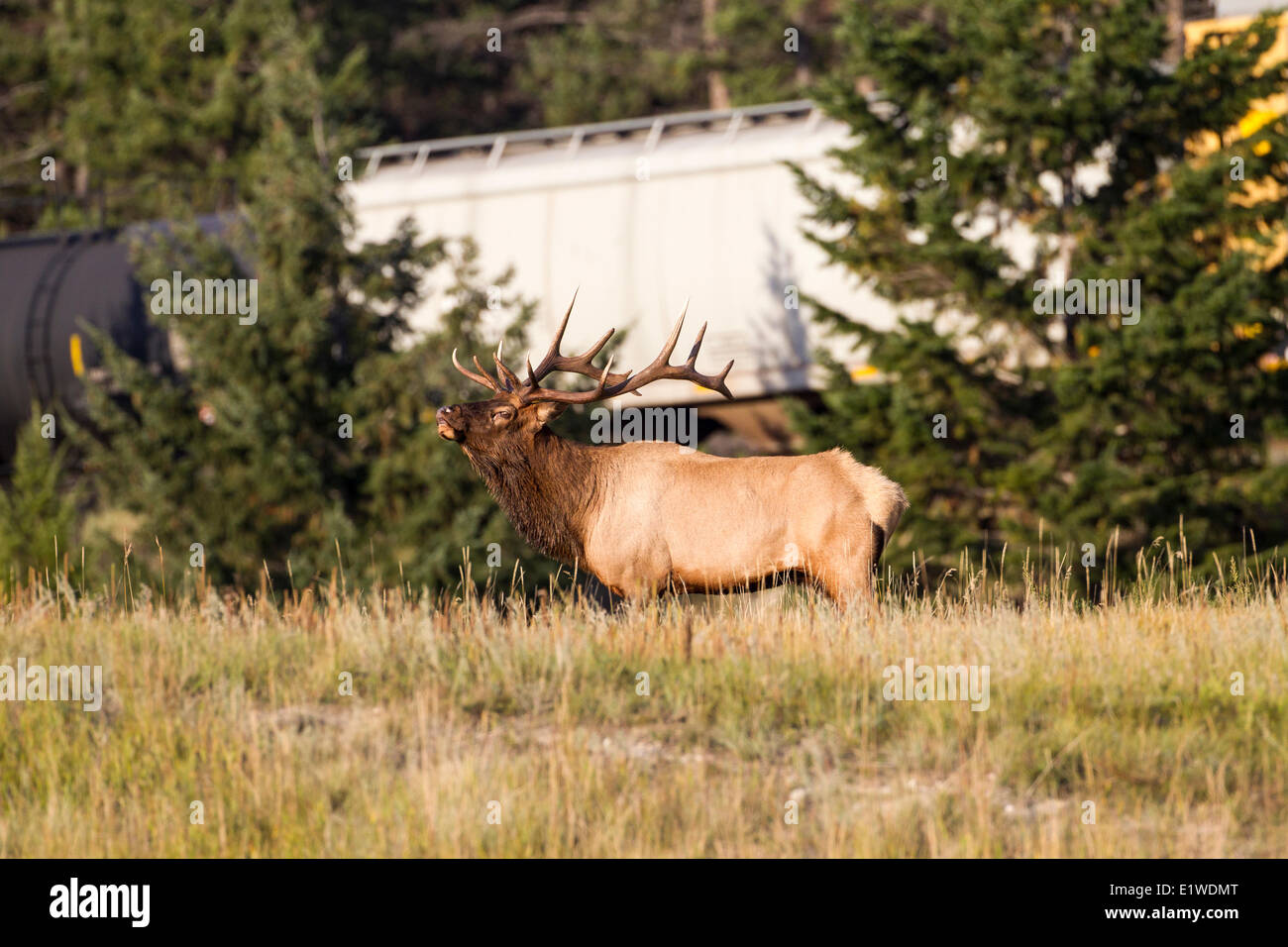 Elk Tracks High Resolution Stock Photography and Images - Alamy