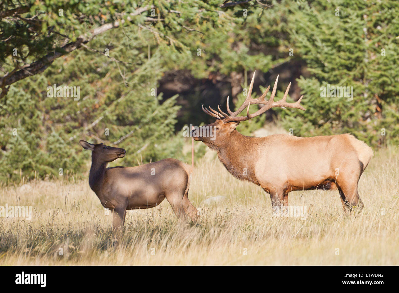 Male with its harem hi-res stock photography and images - Alamy