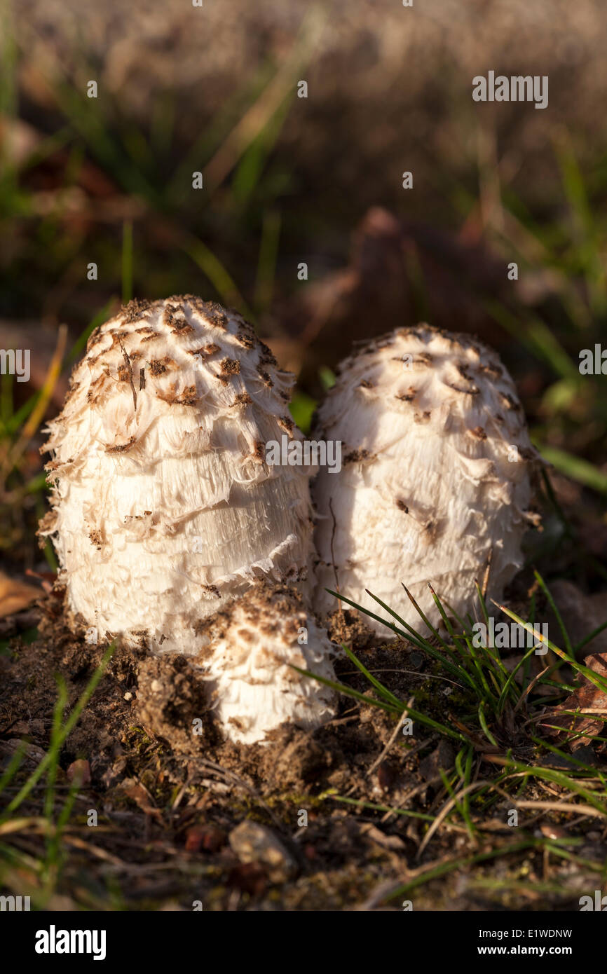 Alberta fungi hi-res stock photography and images - Alamy