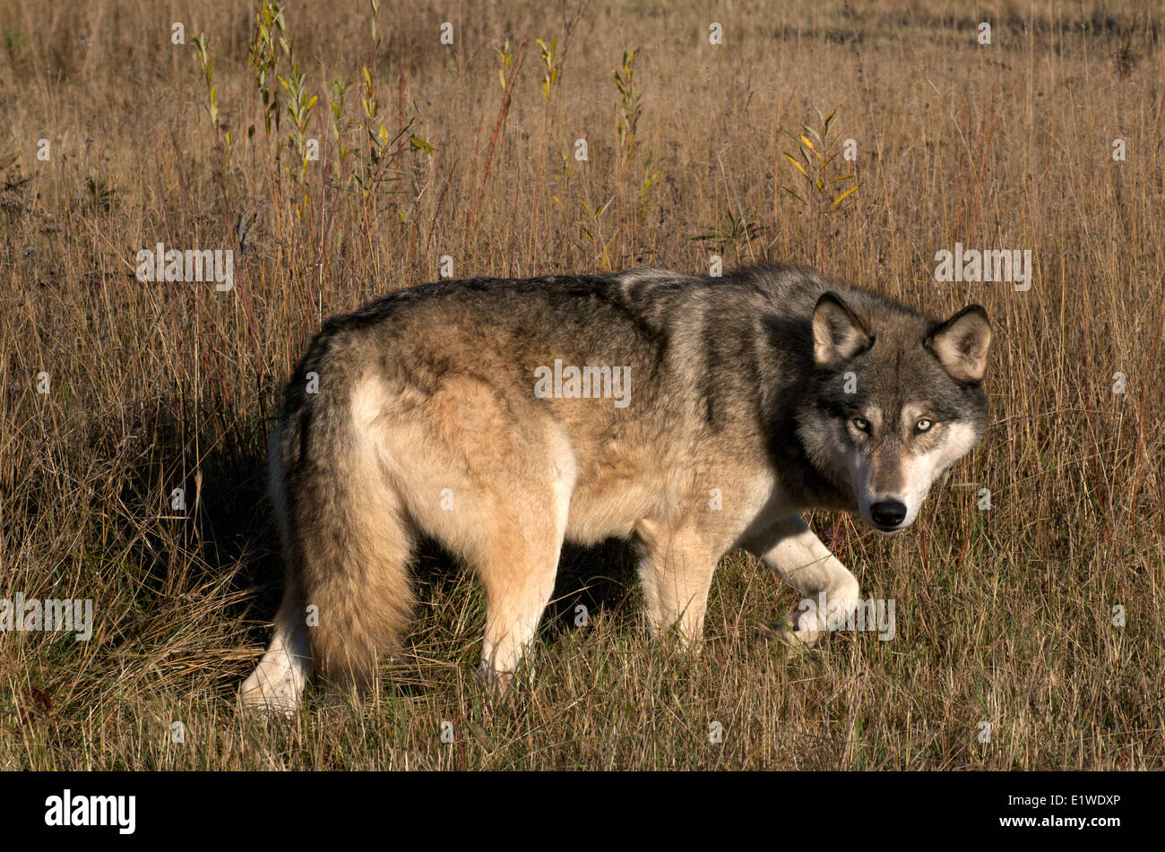 Gray Wolf or Timber Wolf (Canis lupus), in late autumn grasses ...