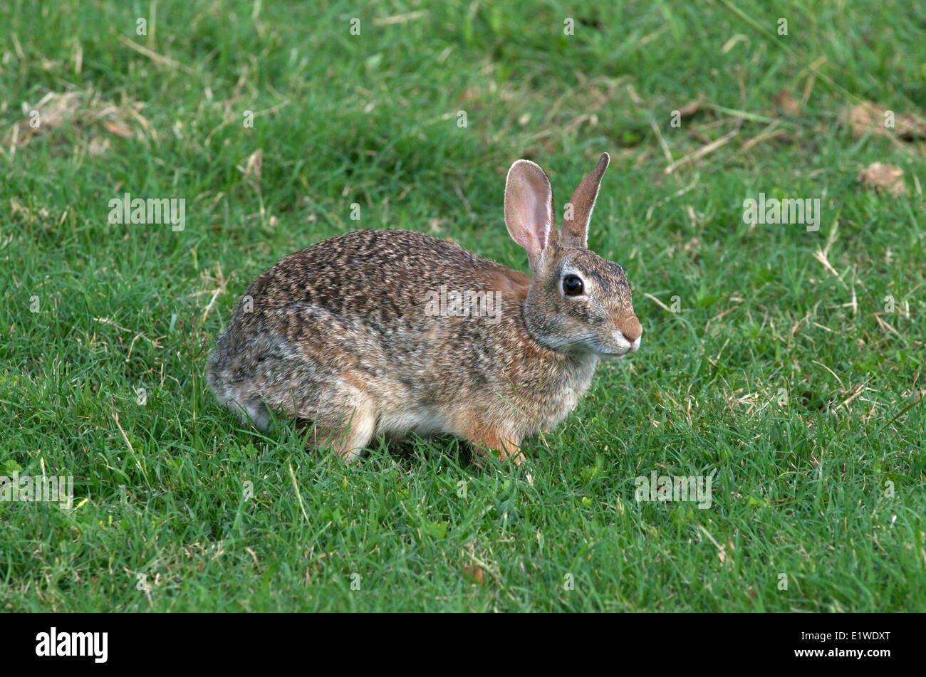Eastern cottontail rabbit in green grasses hi-res stock photography and ...