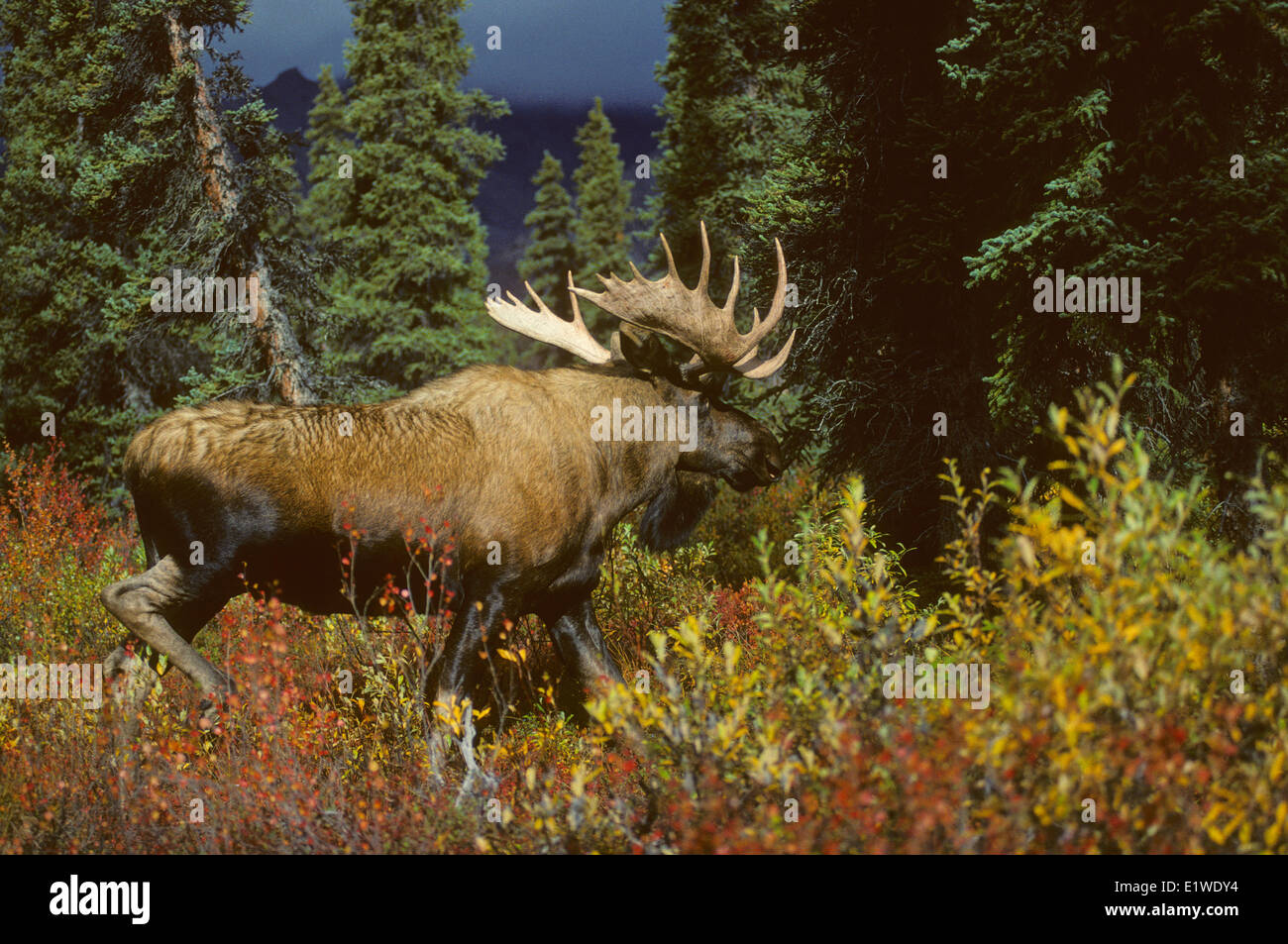 Moose (Alces alces) Adult Male typically inhabits boreal mixed ...