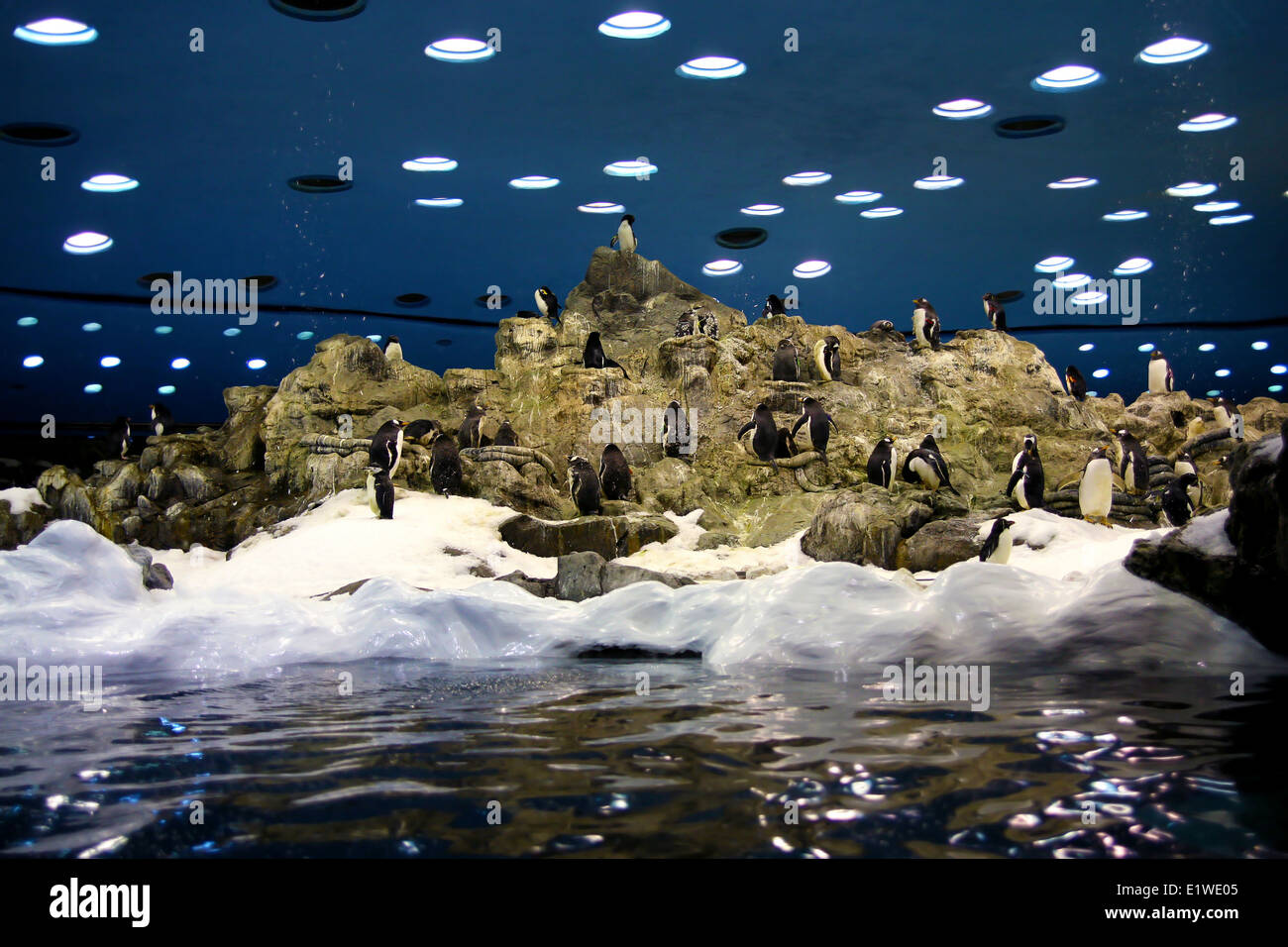Arctic room in Loro Park Zoo. Tenerife Stock Photo - Alamy