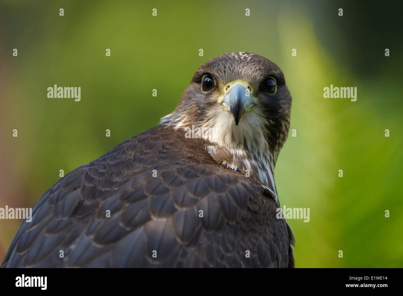 Portrait falcon hi-res stock photography and images - Alamy