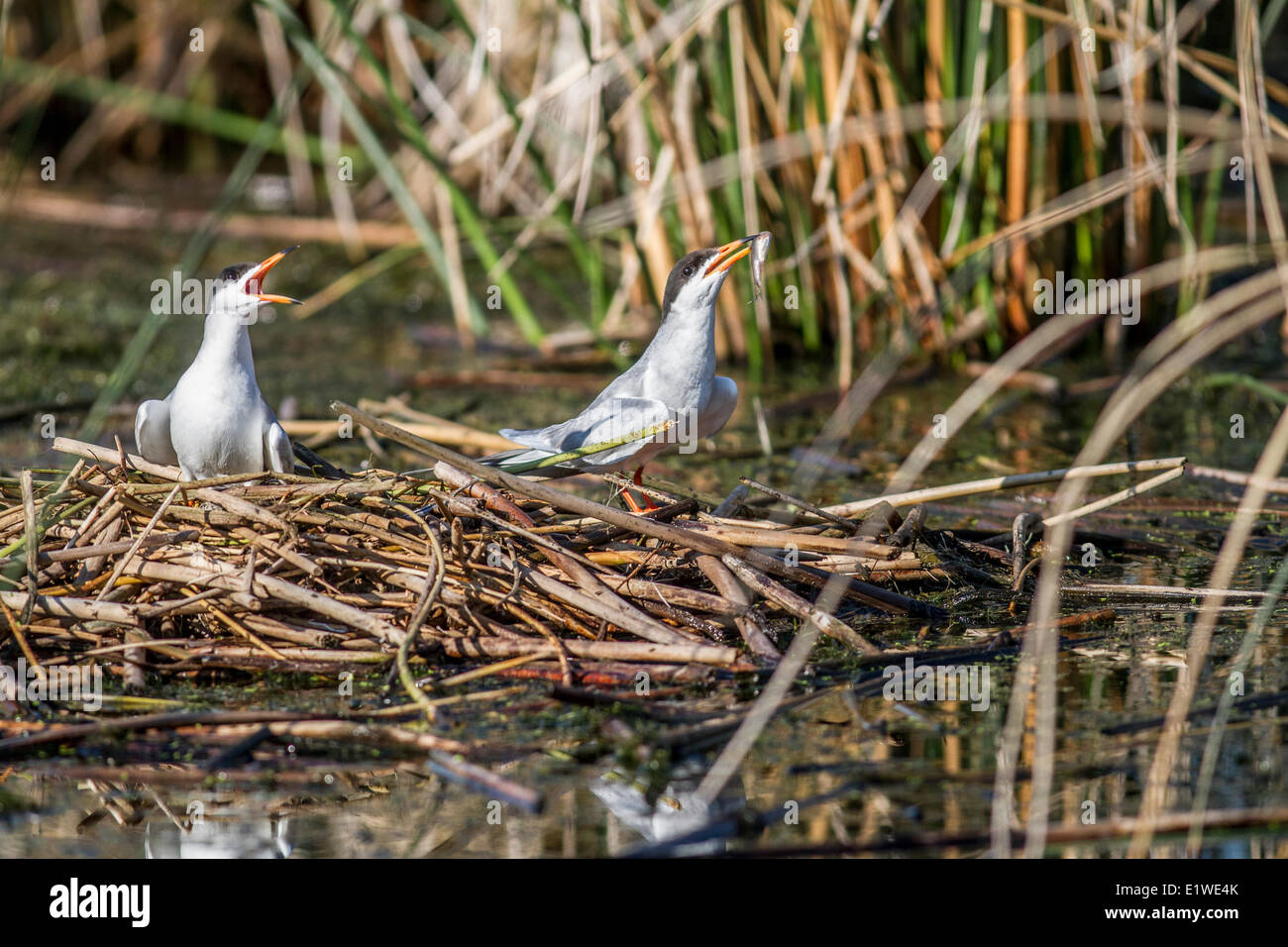Forsters tern sterna forsteri sitting on nest hi-res stock photography ...