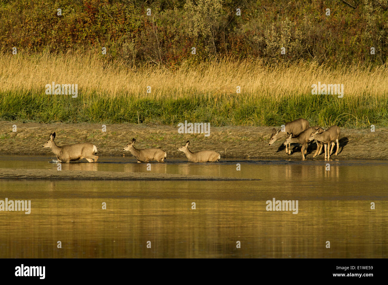 Mule crossing hi-res stock photography and images - Alamy