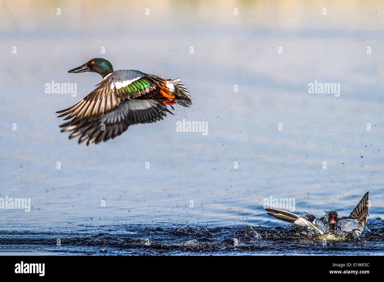 Northern Shoveler Male(Anas clypeata) In flight. Johnsons Island ...
