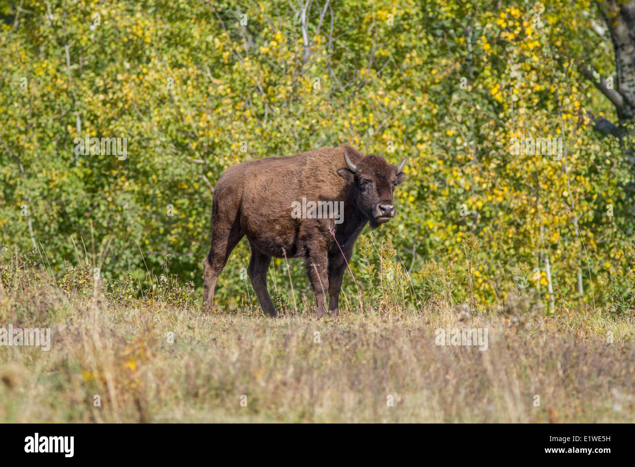 Plains Bison (Bison bison bison) Buffalo Calf, Elk Island Park, Alberta ...