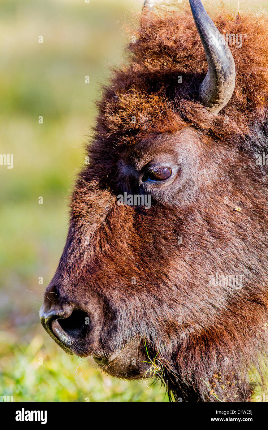 Plains Bison (Bison bison bison) Buffalo, Male, close up. Elk Island ...
