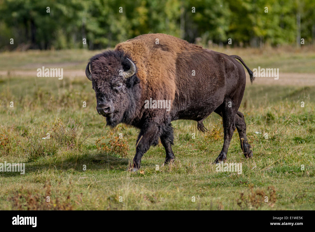 Plains Bison (Bison bison bison) Buffalo male, Elk Island Park, Alberta ...