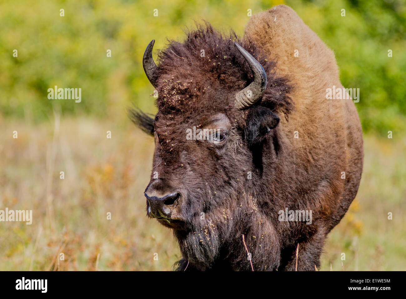 Plains Bison (Bison bison bison) Buffalo Male, Elk Island Park, Alberta ...