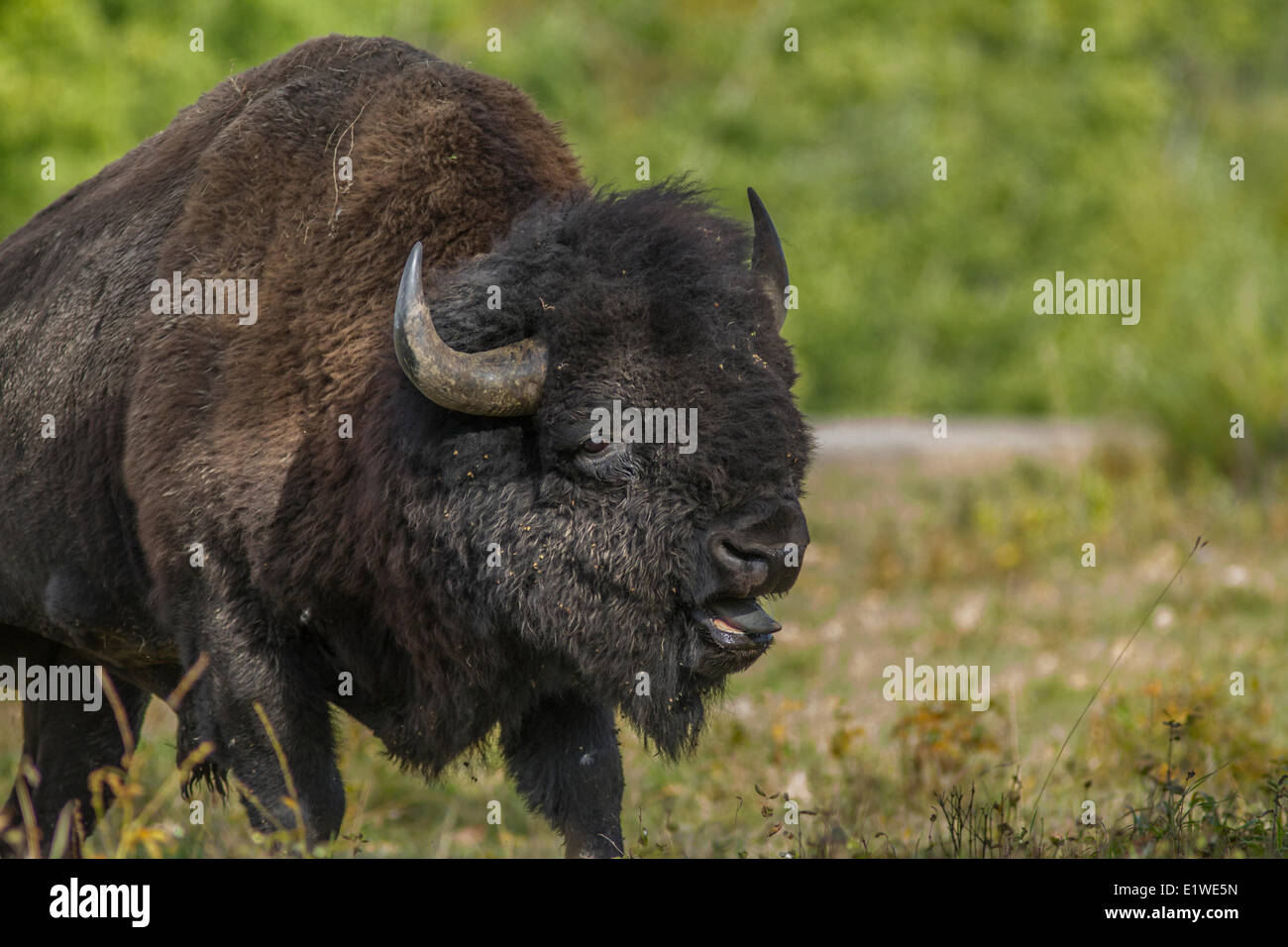 Plains Bison (Bison bison bison) Buffalo Male, Elk Island Park, Alberta ...
