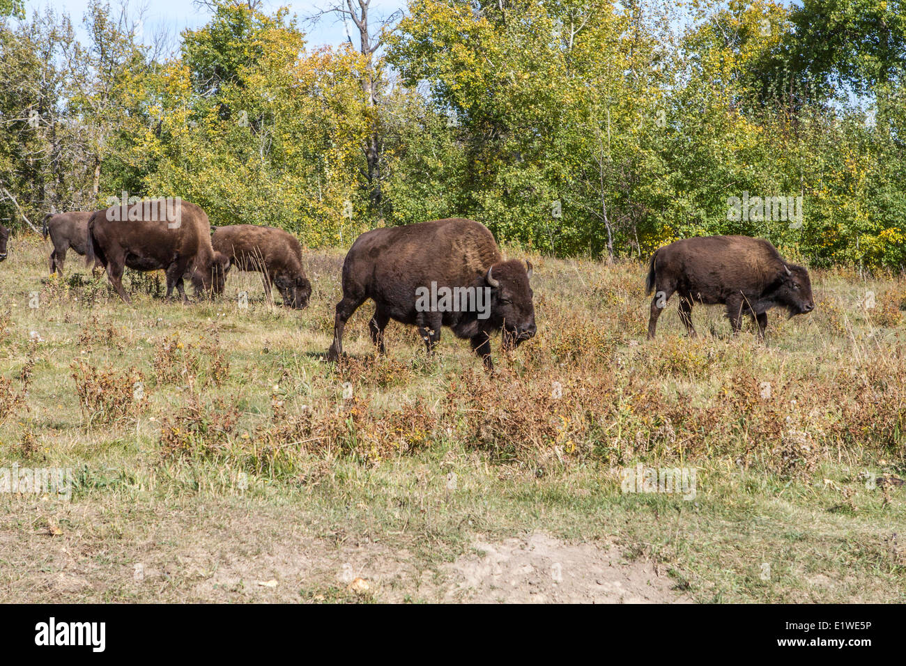 Plains Bison (Bison bison bison) Buffalo Herd, Elk Island Park, Alberta ...