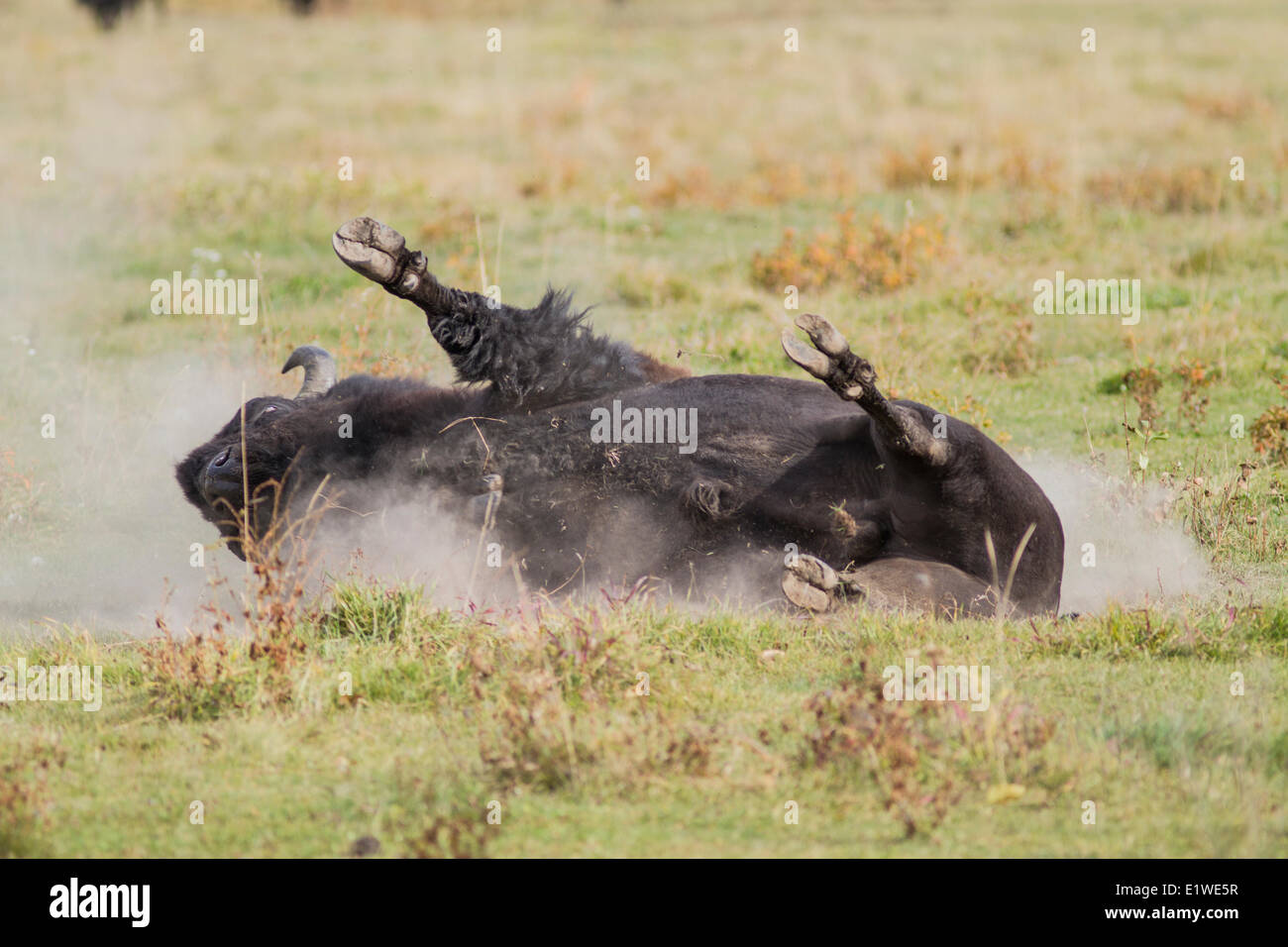 Rolling plains hi-res stock photography and images - Alamy