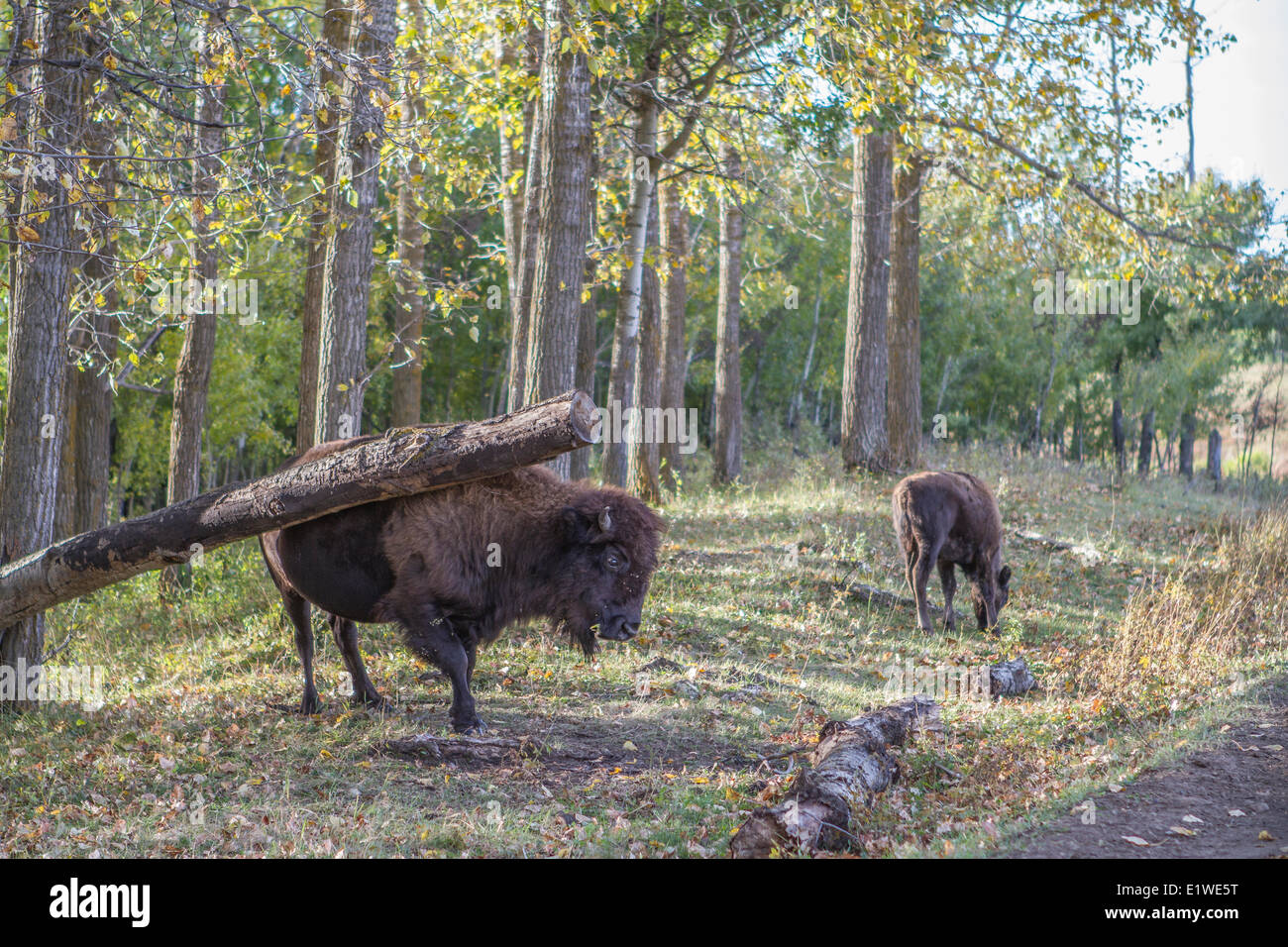 Plains Bison (Bison bison bison) Buffalo using log to scratch, Elk ...