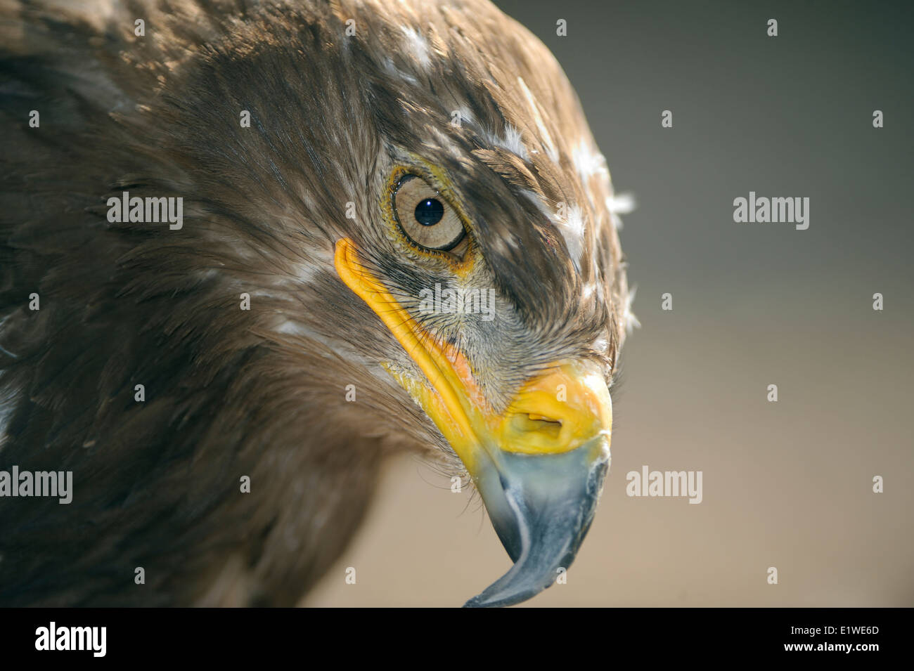 Close-up portrait of a steppe eagle Stock Photo - Alamy