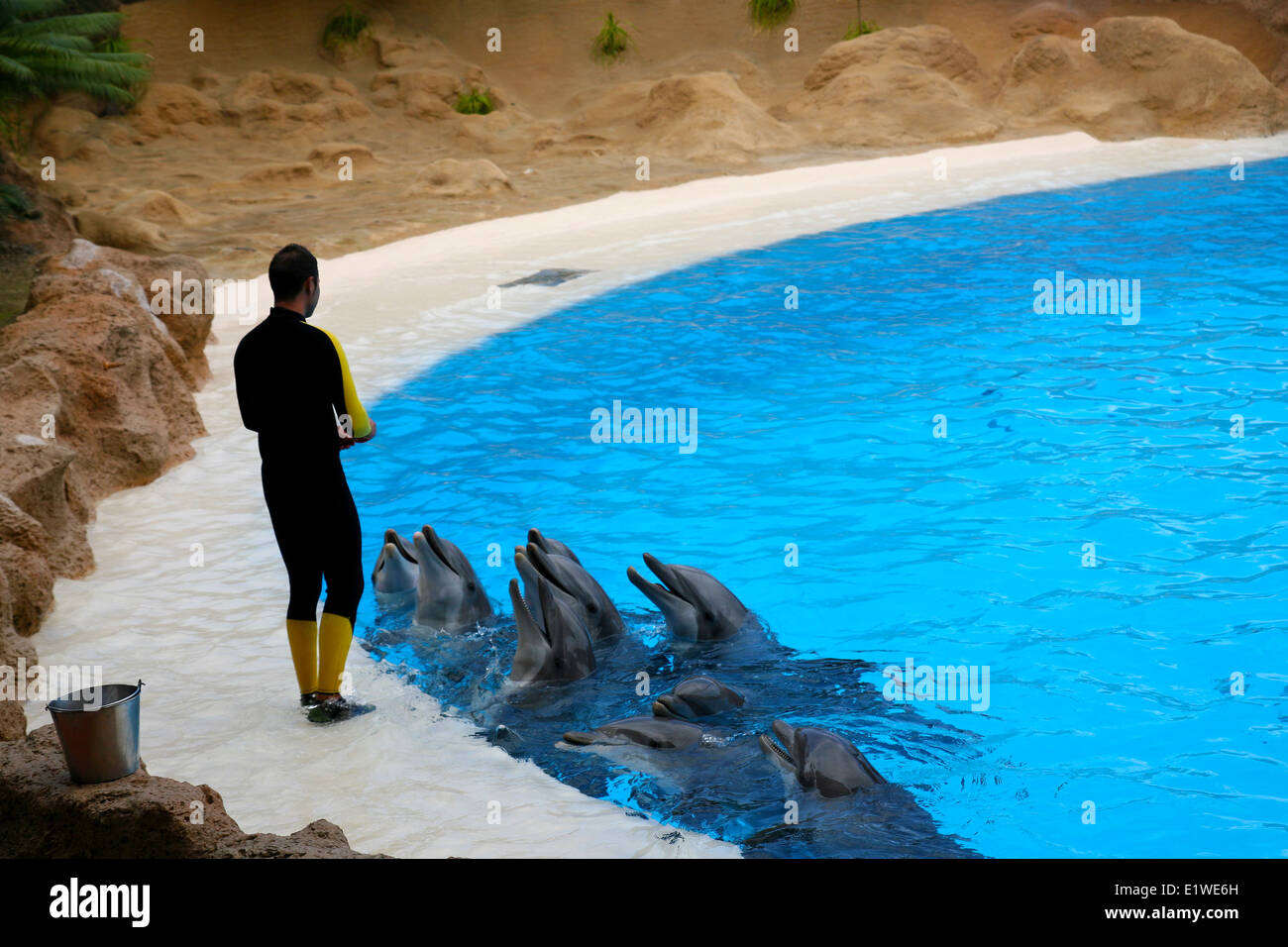 Dolphin wetsuit hi-res stock photography and images - Alamy