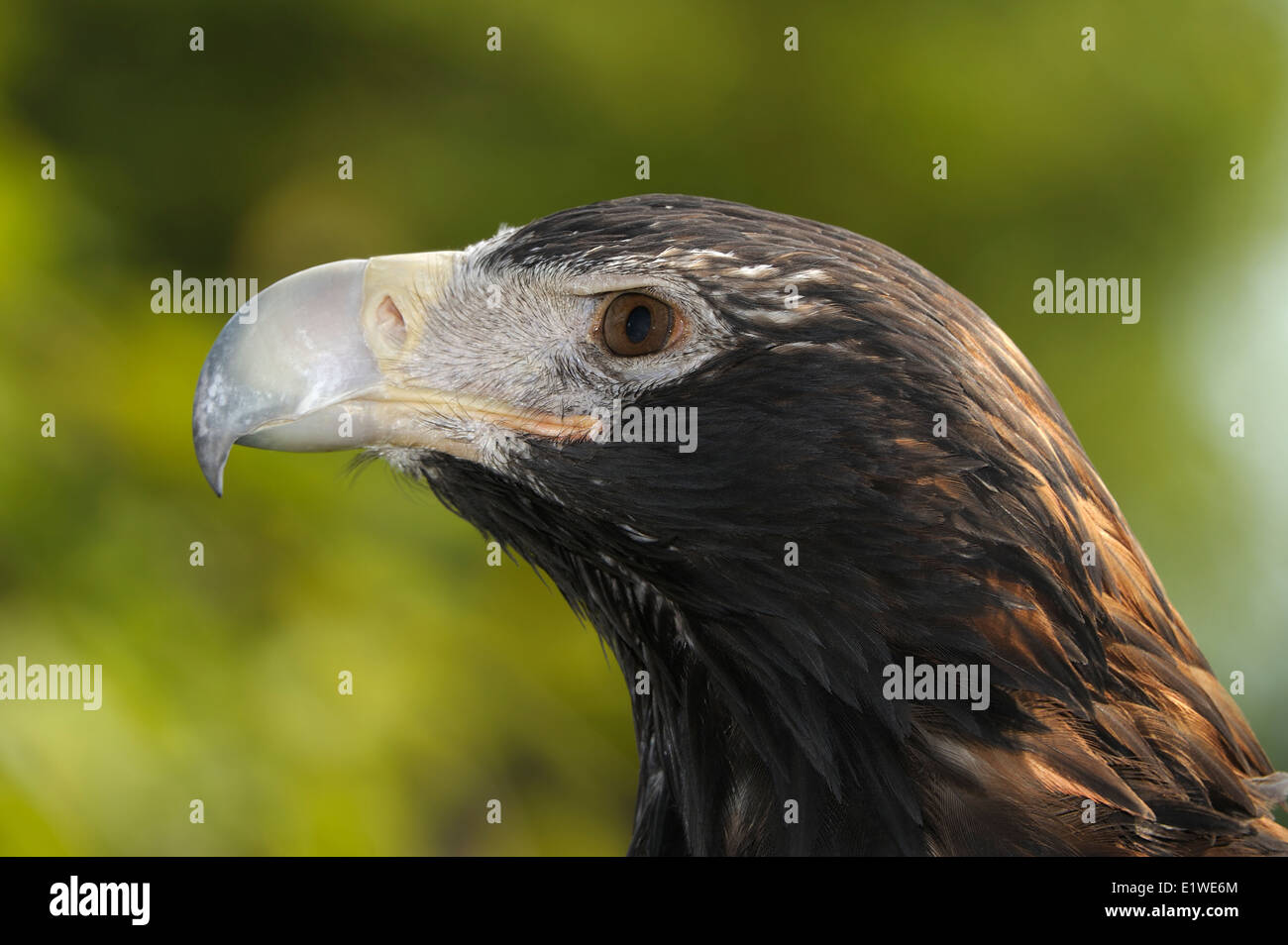 Golden eagle face hi-res stock photography and images - Alamy
