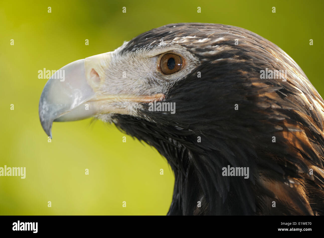 Close-up portrait of a golden eagle Stock Photo - Alamy