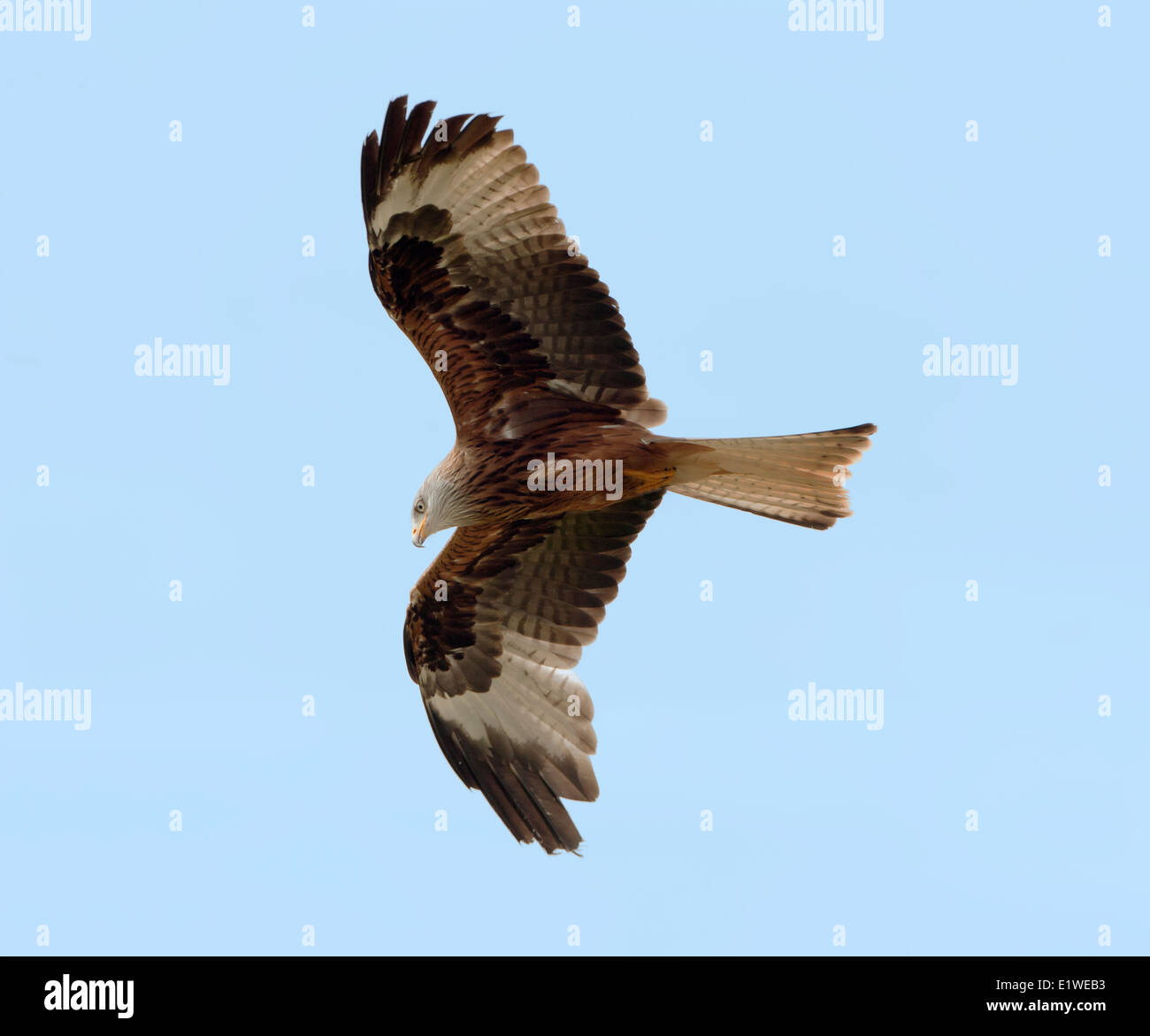 Red kite in flight hi-res stock photography and images - Alamy
