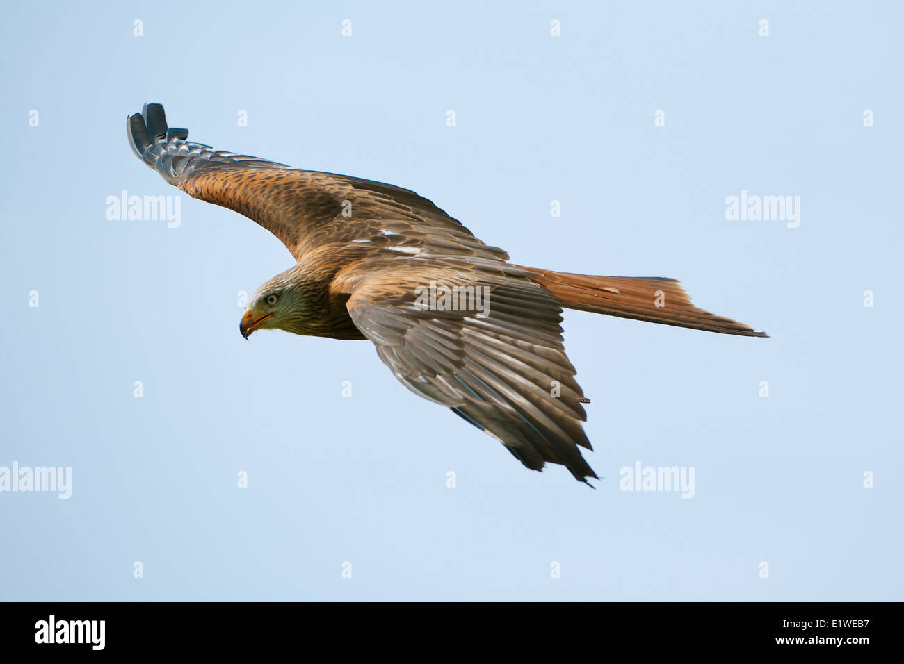 A Red Kite in flight Stock Photo - Alamy