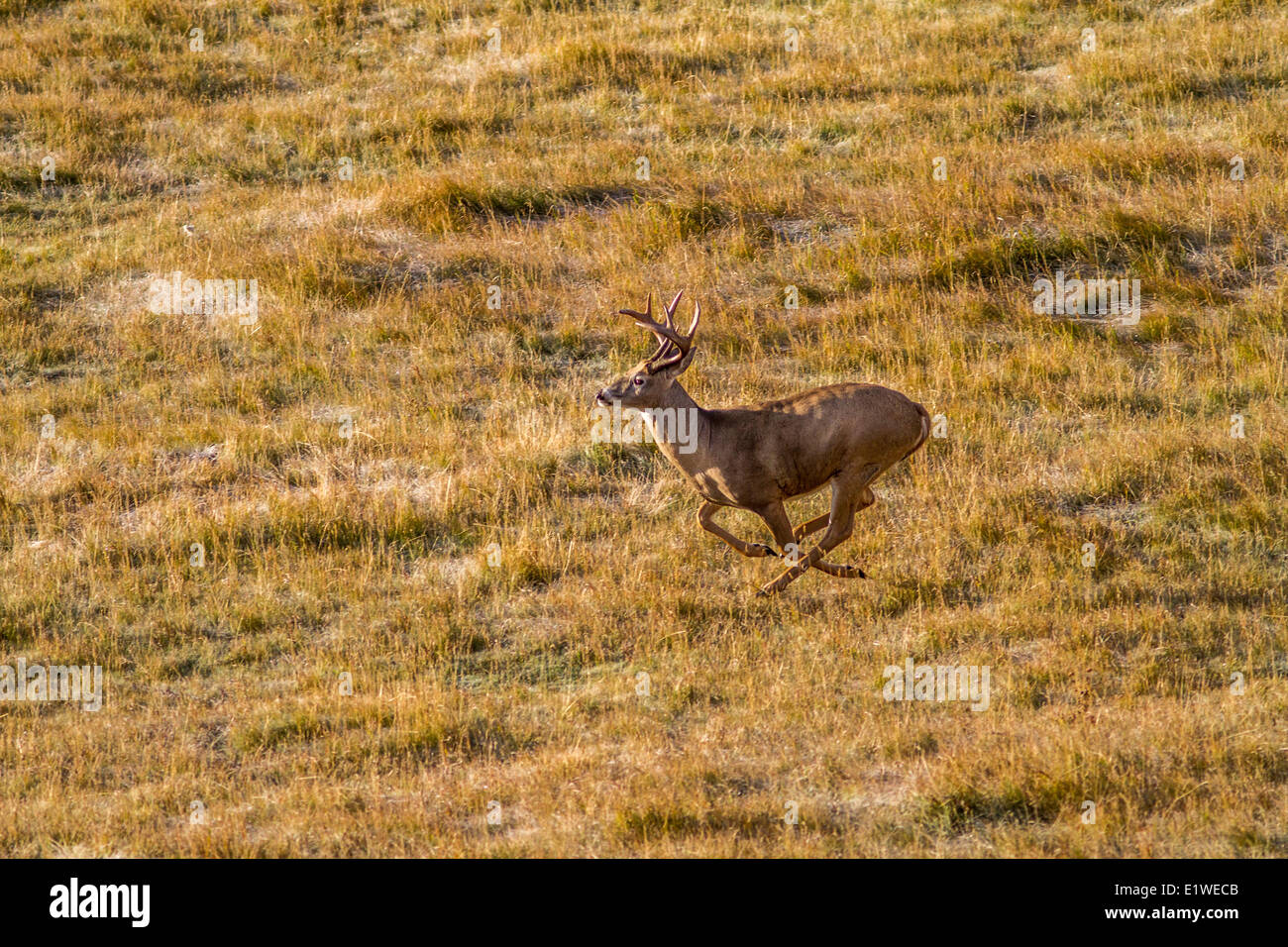 White Tail Deer (Odocoileus virginianus) Running thru a field. Sheep ...