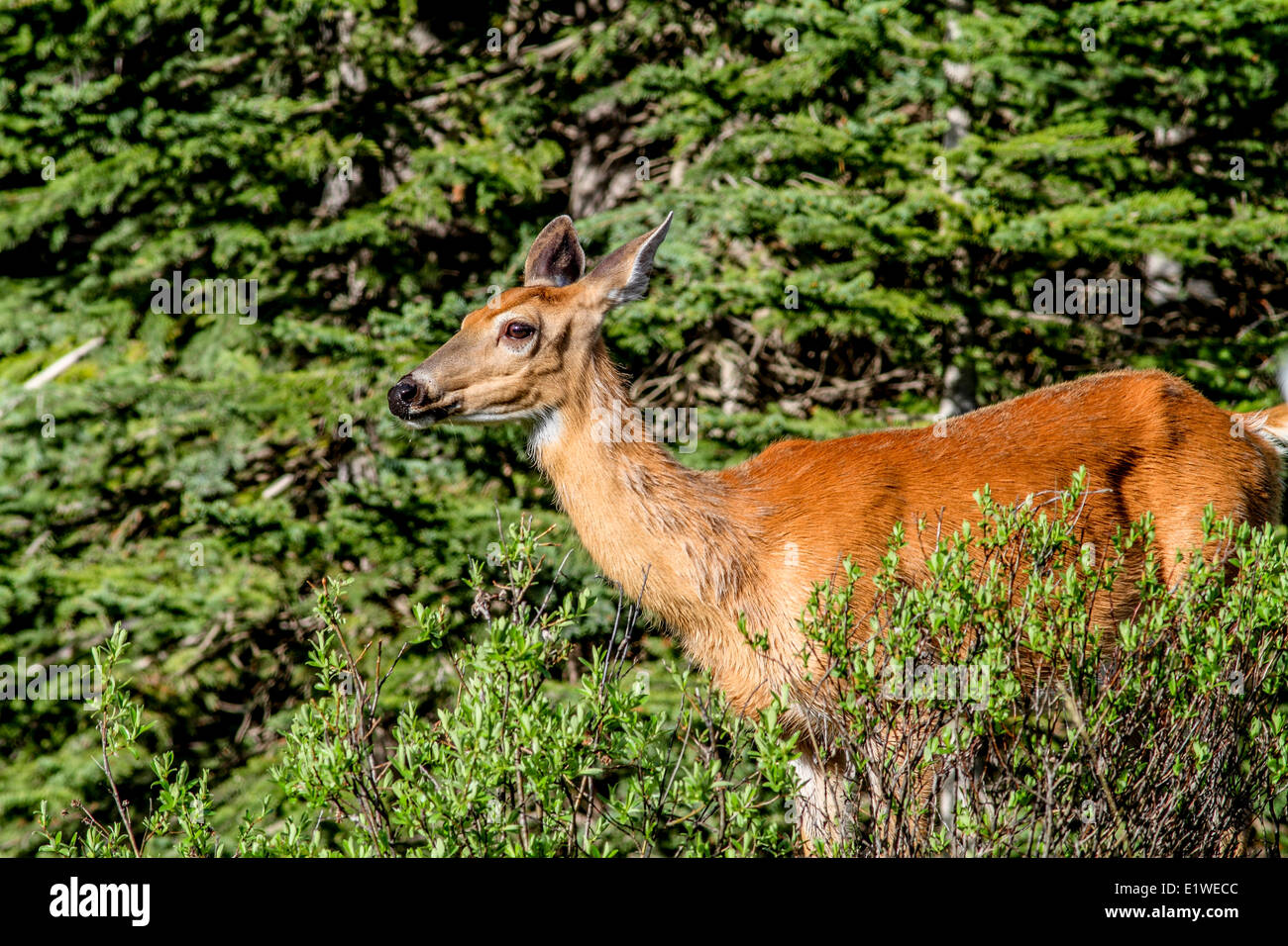 Whitetail deer buck standing in hi-res stock photography and images - Alamy