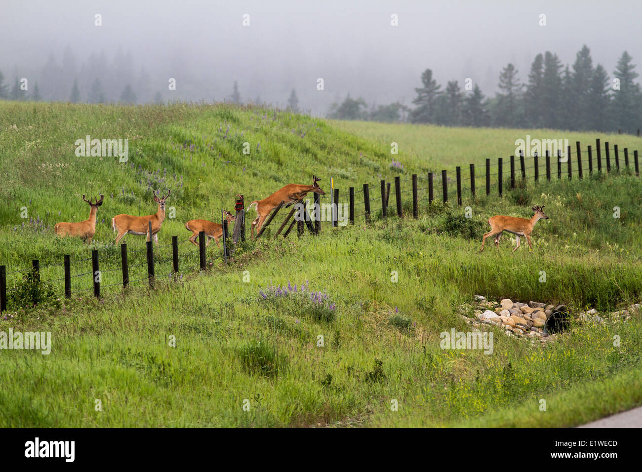 White tail jump deer hi-res stock photography and images - Alamy