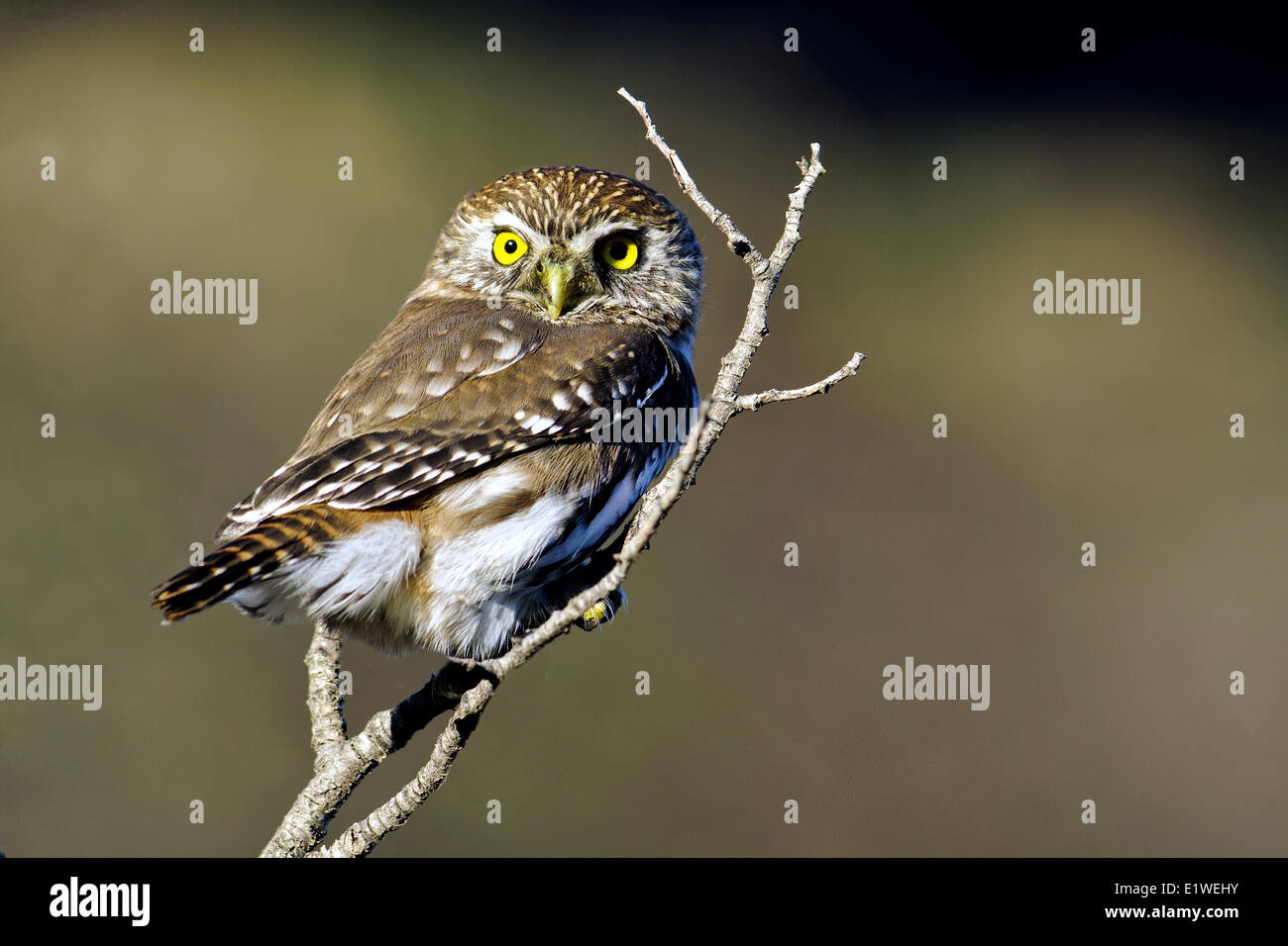 Austral pygmy owl (Glaucidium nanum), Torres del Paine National Park ...