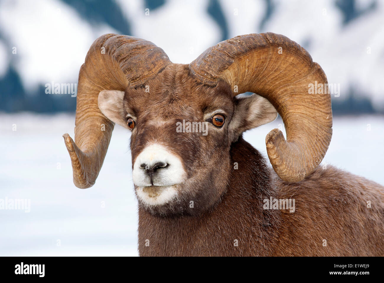 Bighorn sheep ram (Ovis canadensis), Jasper National Park, Alberta ...