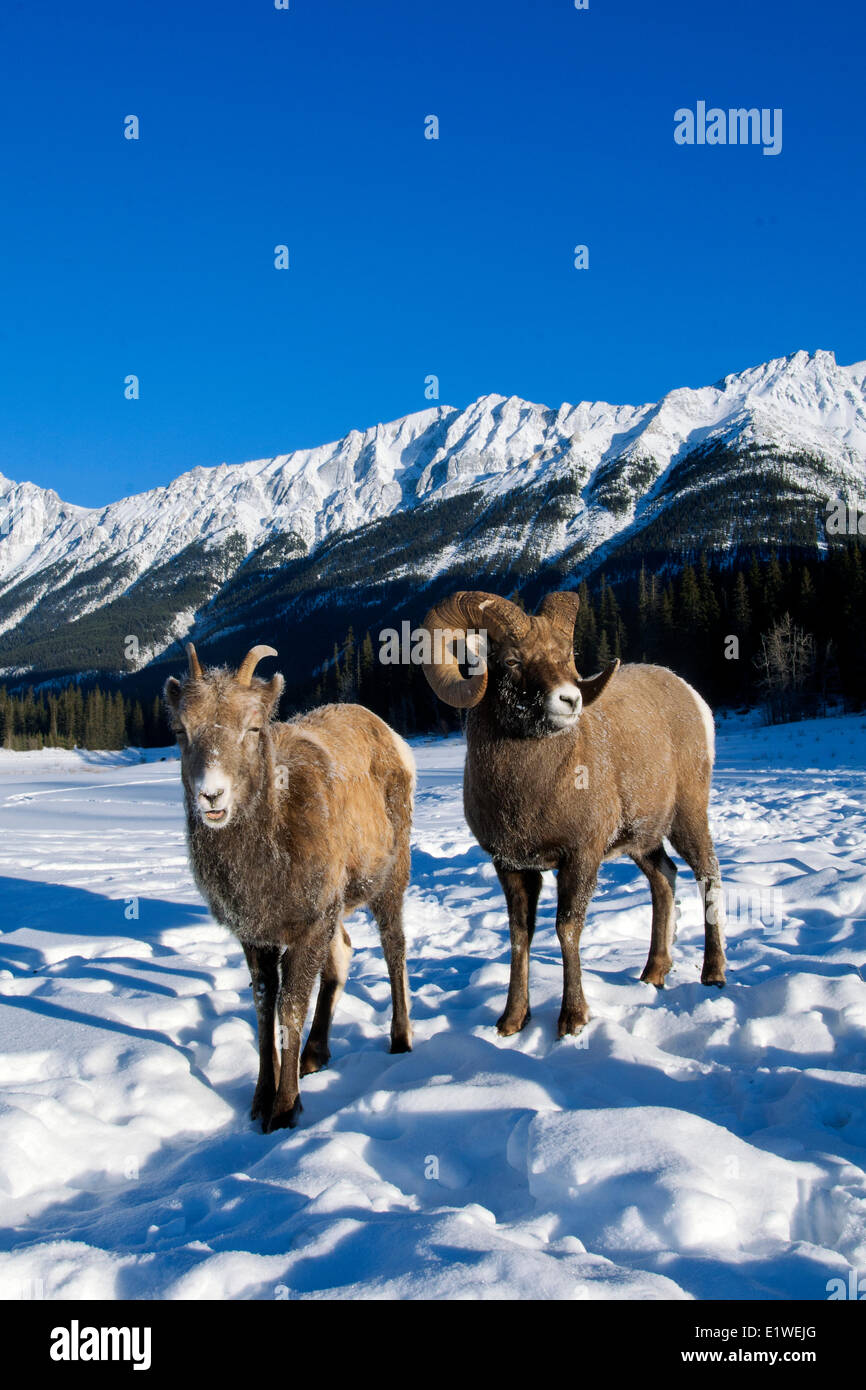 Bighorn sheep ram and ewe hi-res stock photography and images - Alamy