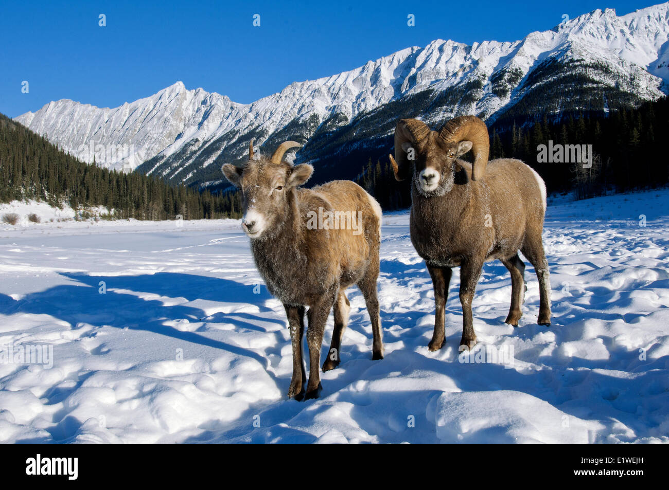 Bighorn sheep ram and ewe hi-res stock photography and images - Alamy