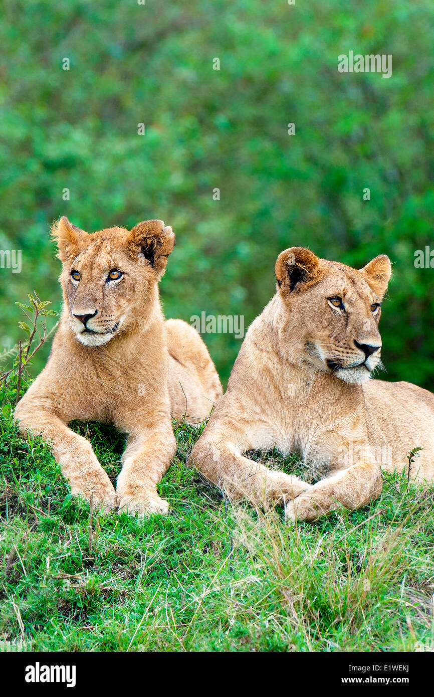 African female lions hi-res stock photography and images - Alamy