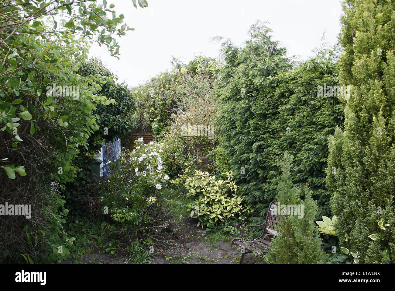 Overgrown garden uk hi-res stock photography and images - Alamy