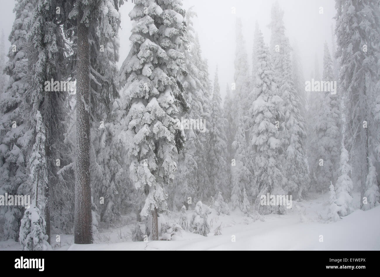 snow hoarfrost fog in subalpine forest Englemann spruce Picea ...