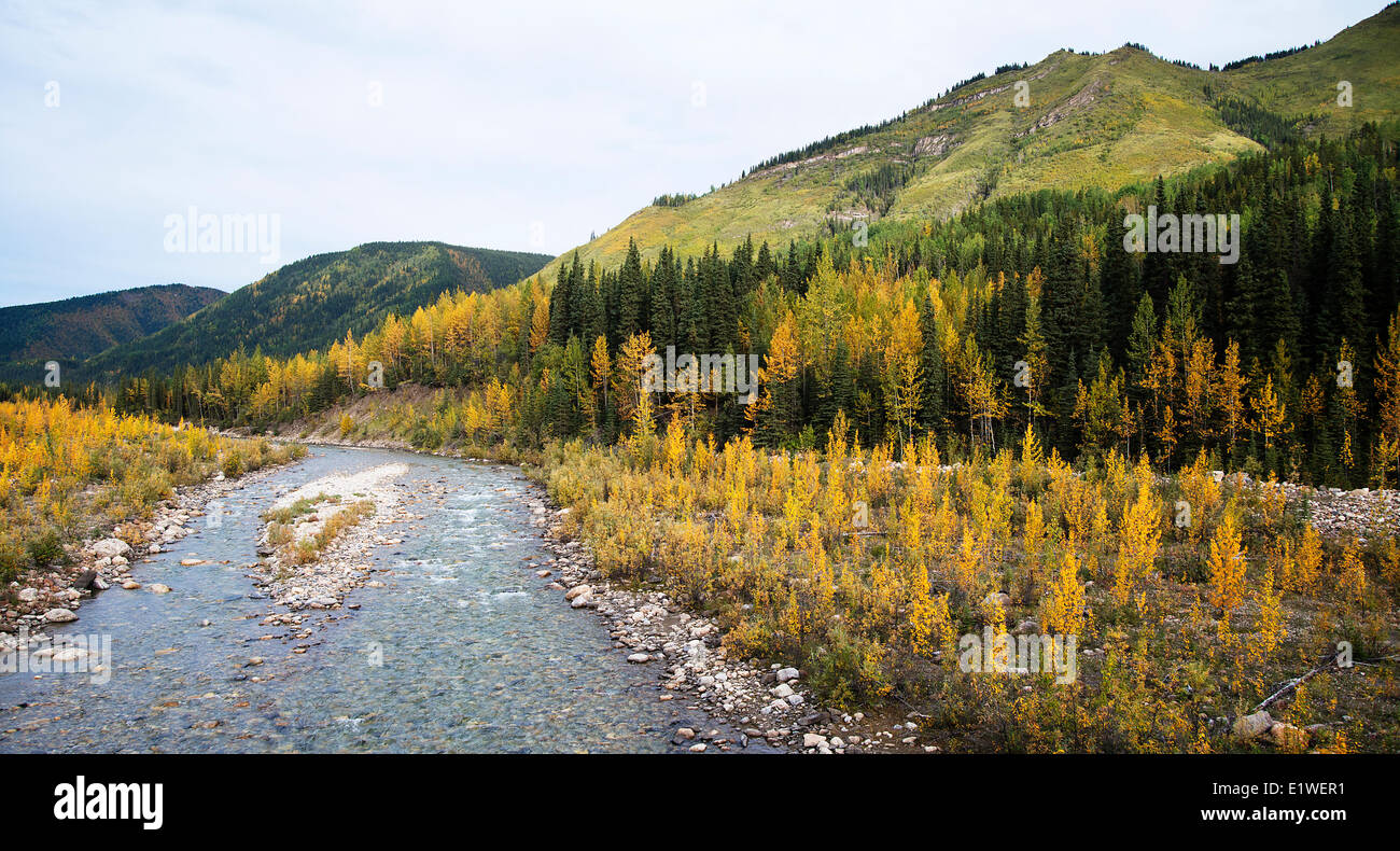 Populus balsamifera hi-res stock photography and images - Alamy