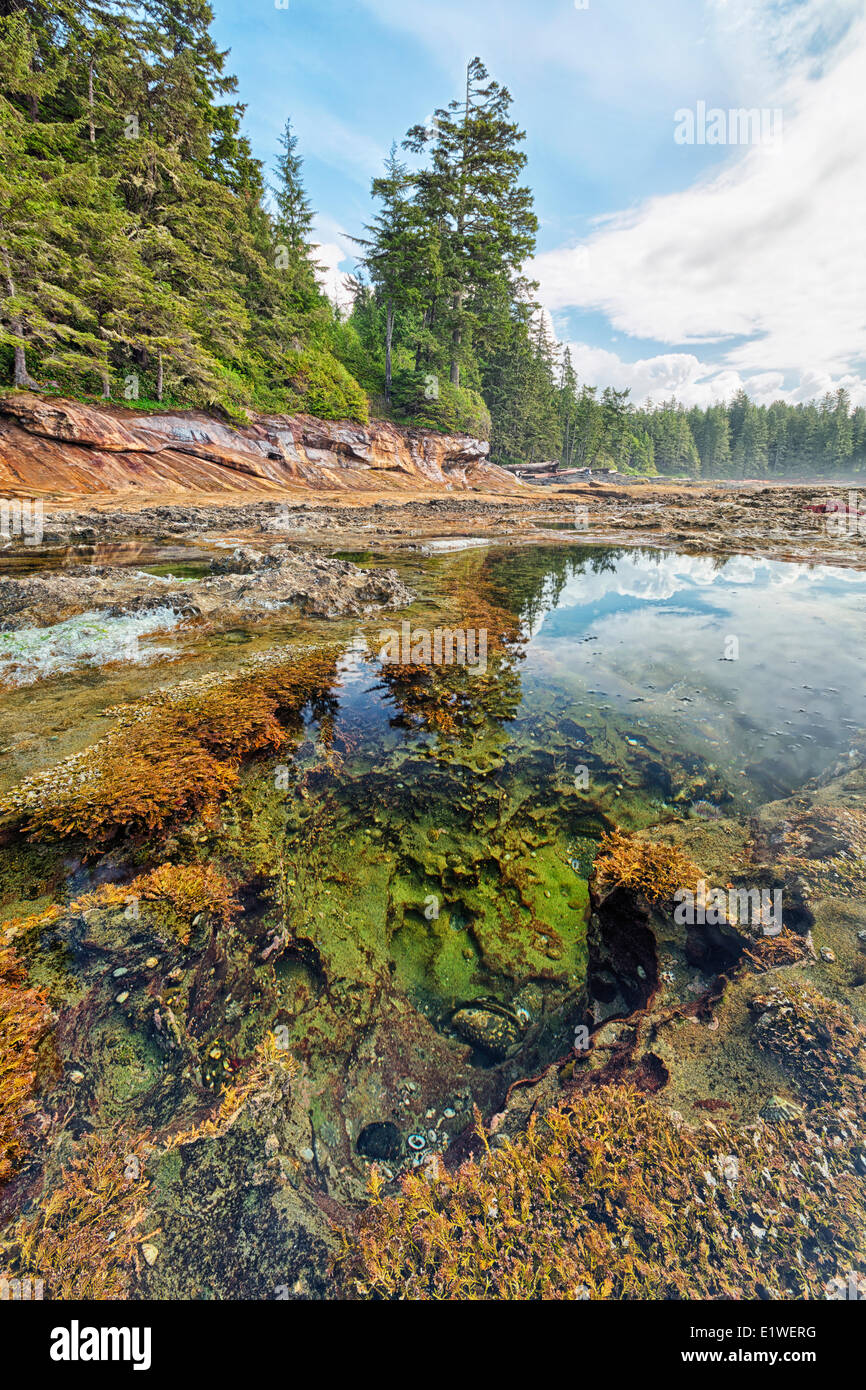Tidal pool at Botanical Beach Provincial Park, British Columbia Stock ...