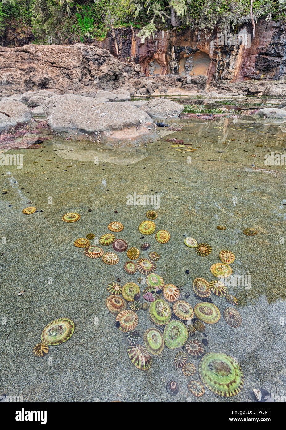 Tidal zone cliffs hi-res stock photography and images - Alamy
