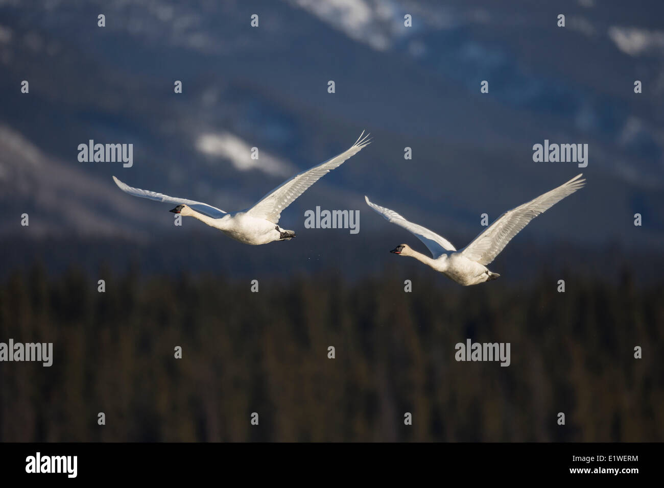 Image of swans in flight hi-res stock photography and images - Alamy