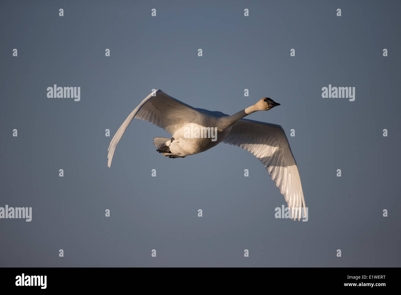 Swan in flight, Tagsh River, Yukon Stock Photo - Alamy