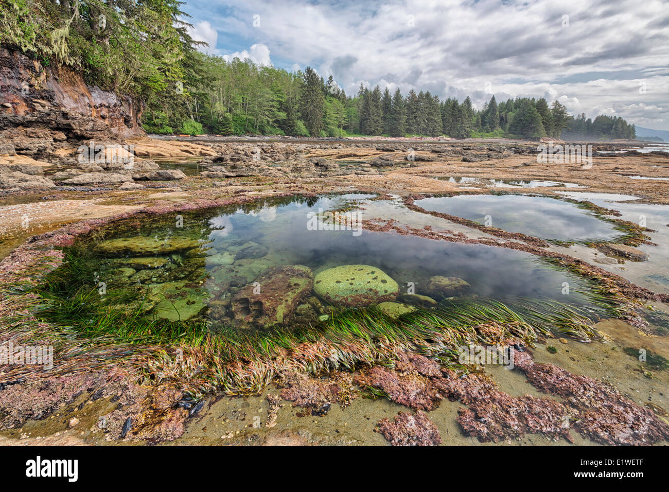 Tidal pool at Botanical Beach Provincial Park, British Columbia Stock ...