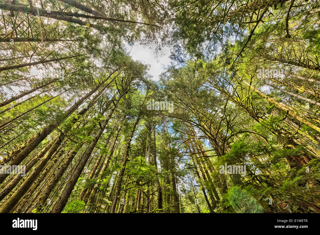 Canopy of trees hi-res stock photography and images - Alamy