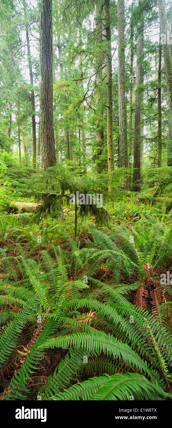 Douglas firs reach skyward ferns grow beneath them in Cathedral Grove ...