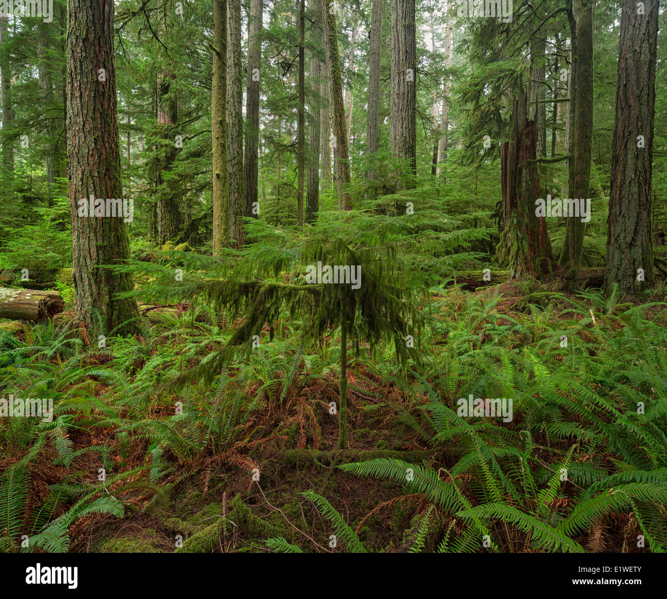 Douglas firs reach skyward ferns grow beneath them in Cathedral Grove ...