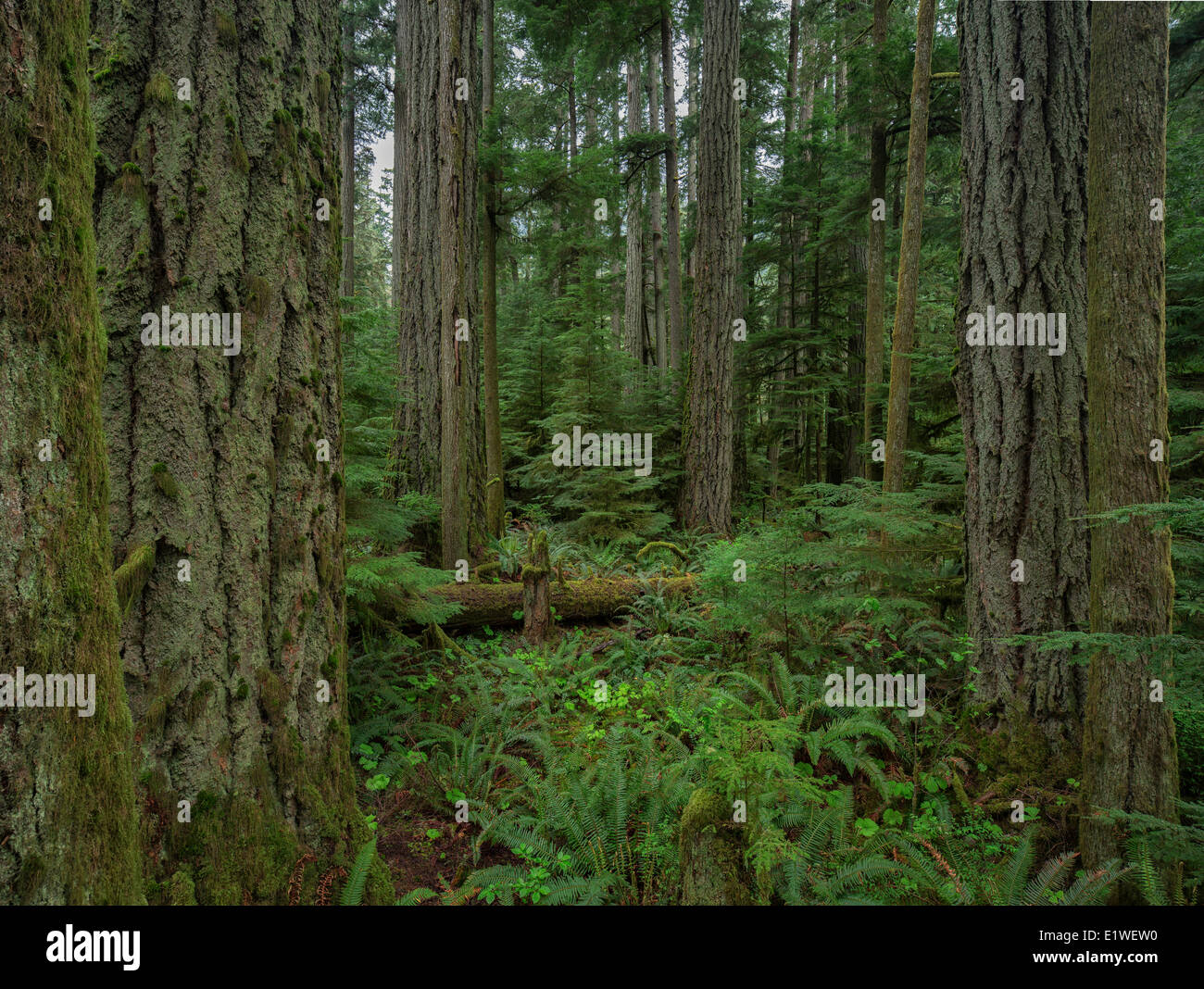 Douglas firs reach skyward ferns grow beneath them in Cathedral Grove ...