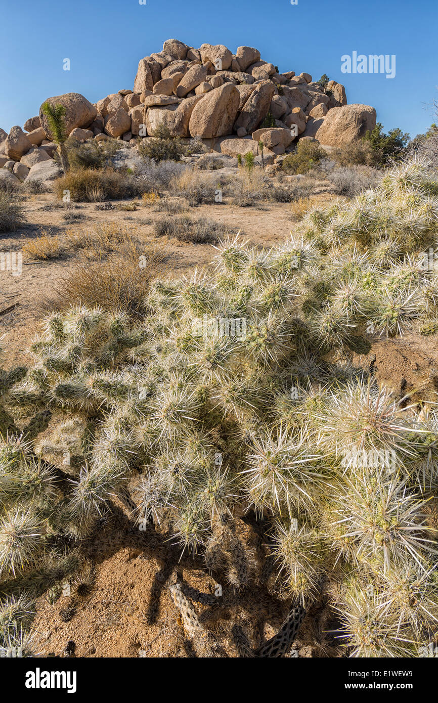 Cactus and jumbled rocks, Joshua National Park, California Stock Photo ...